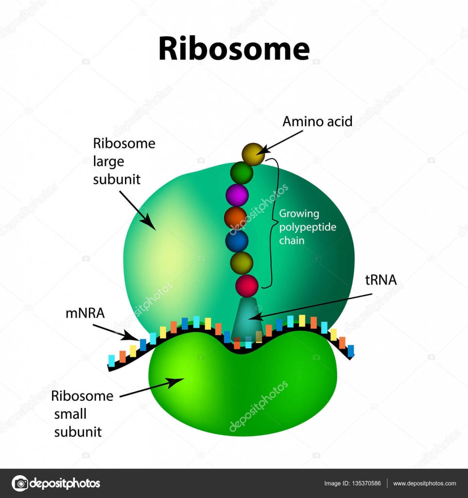 The Structure Of The Ribosome Infographics Vector Illustration On