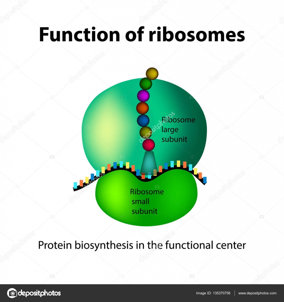 Ribosomas Estructura