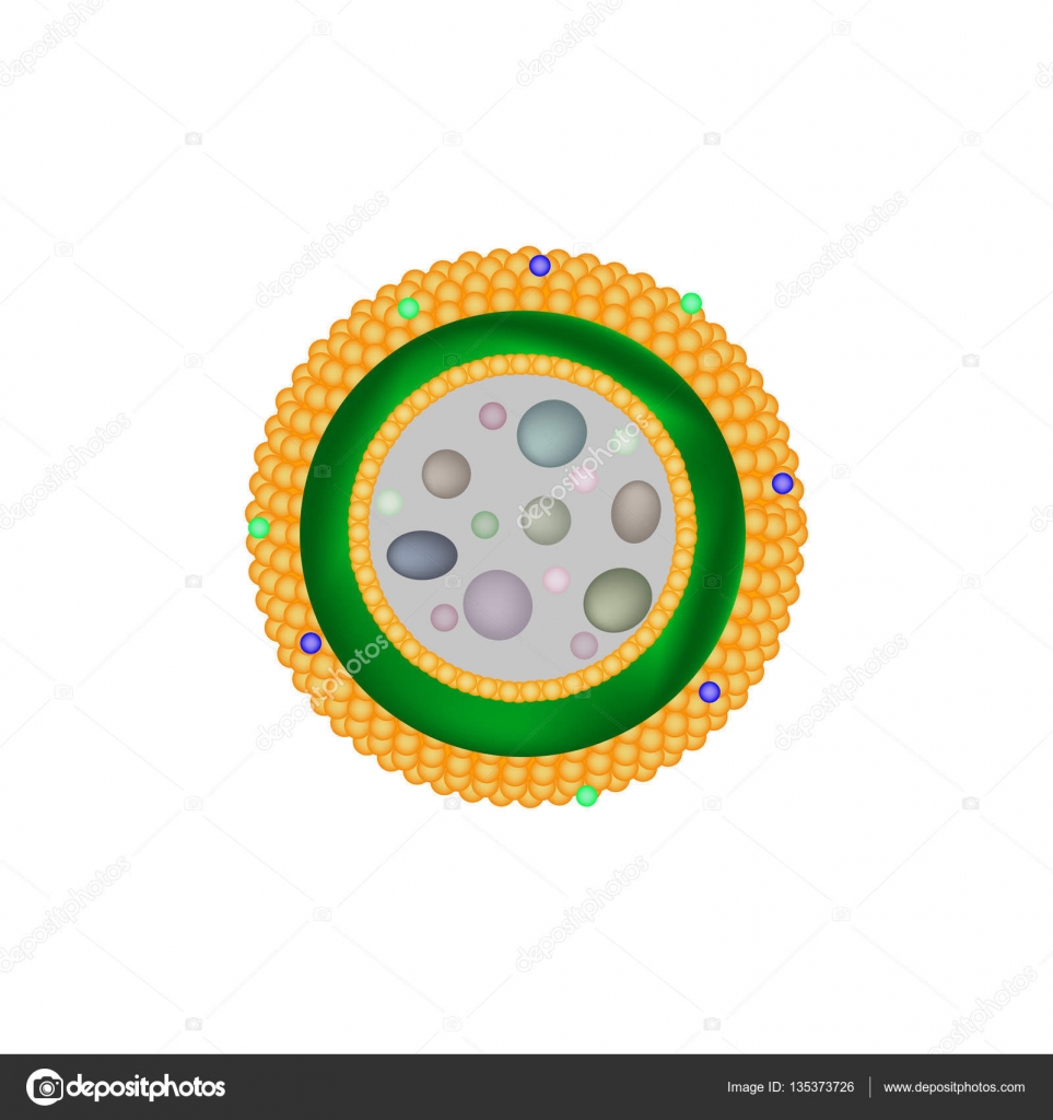 The Structure Of Lysosomes Infographics Royalty Free Vector 681
