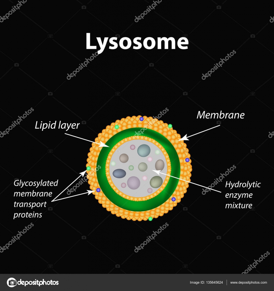 Lysosomen