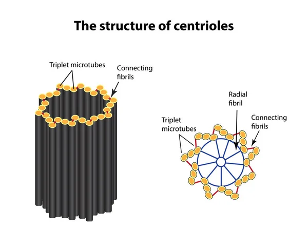 Centrioles Diagram