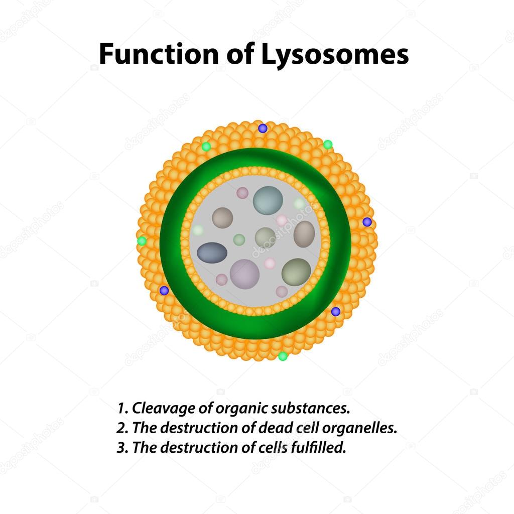 Estructura y función de los lisosomas. Infografías. Ilustración ...