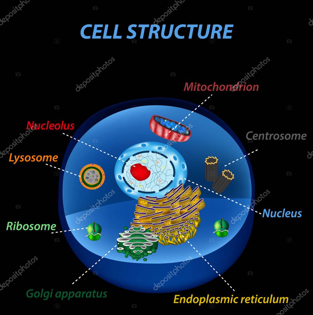 Estructura de las células humanas. Orgánulos. Núcleo central, retículo ...