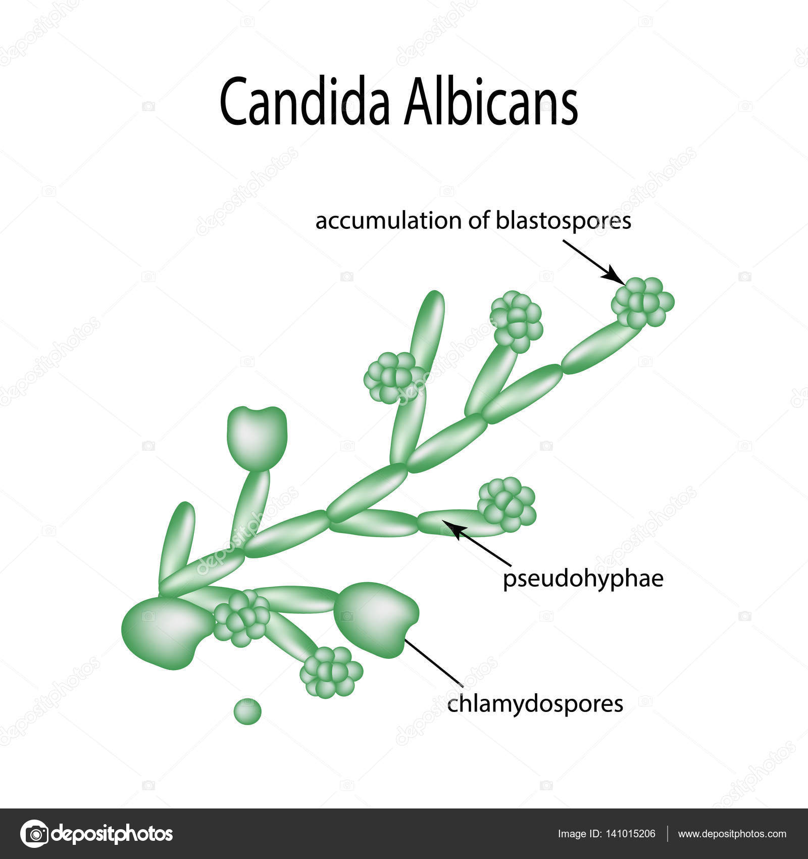 Estructura de Candida albicans. Infografías. Ilustración vectorial ...