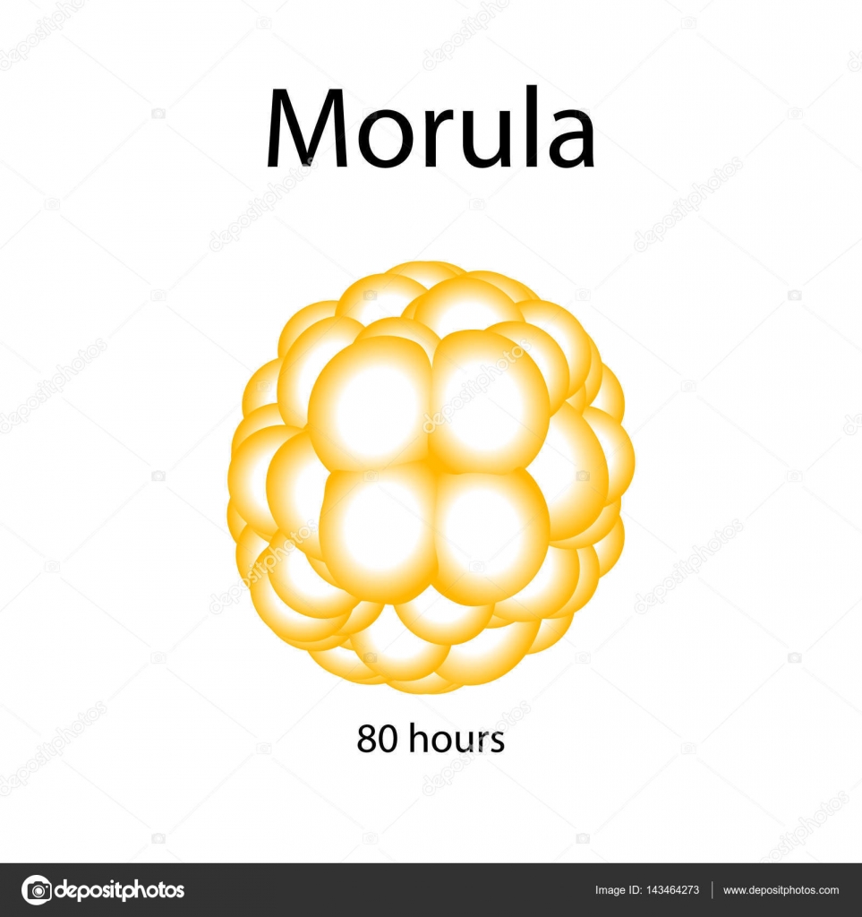Human Morula