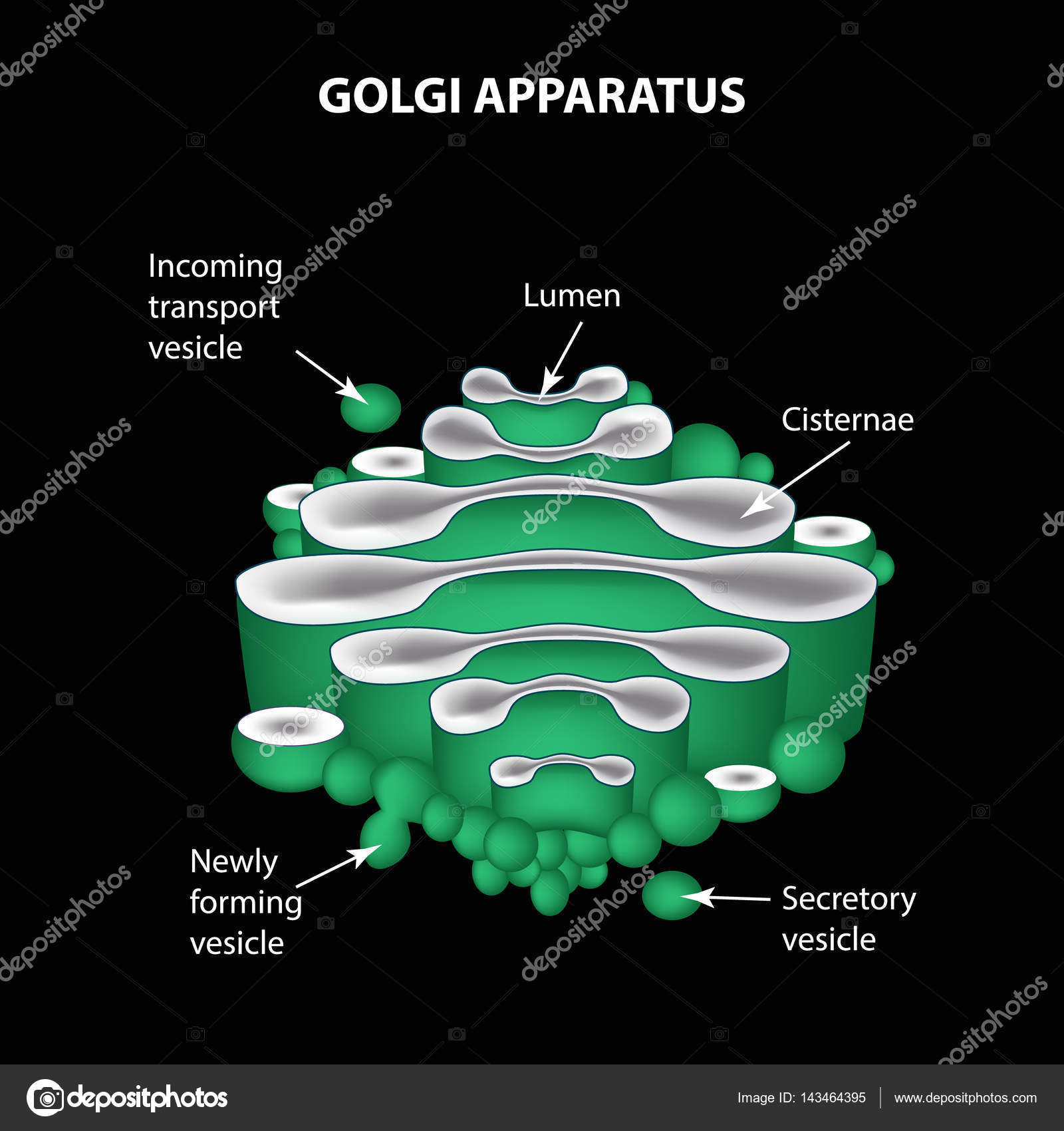 Golgi Apparatus Drawing