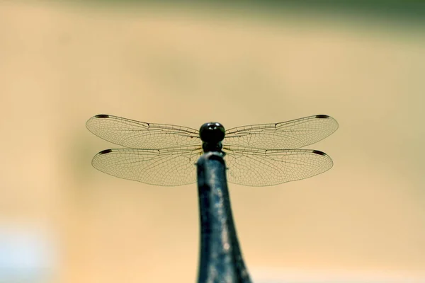 Dragonfly with large beautiful wings. Insect photo — Stock Photo ...