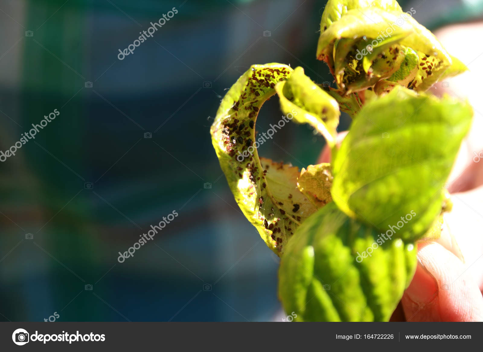 Cherry leaves affected by aphids. Insect pests on the plant — Stock ...