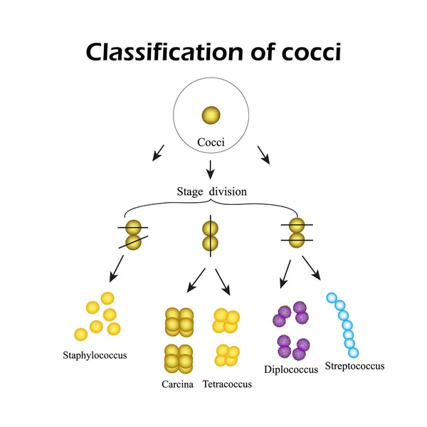 Cocci Vector Art Stock Images | Depositphotos