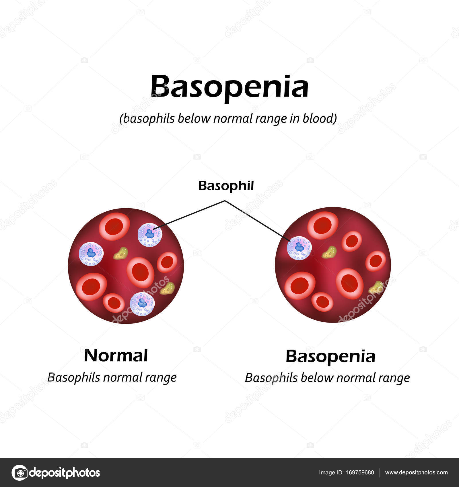 The Structure Of The Basophil Vector Illustration 1,793 White Blood