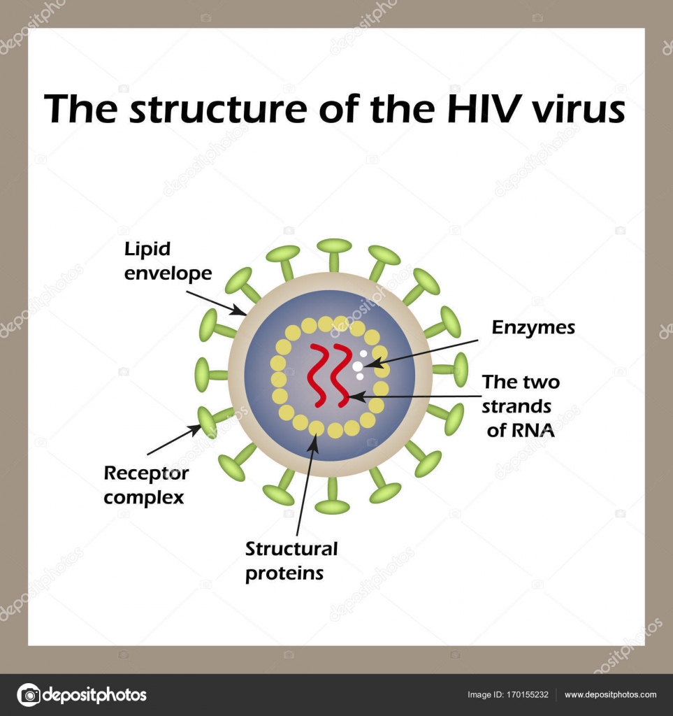Hiv Aids Virus Structure