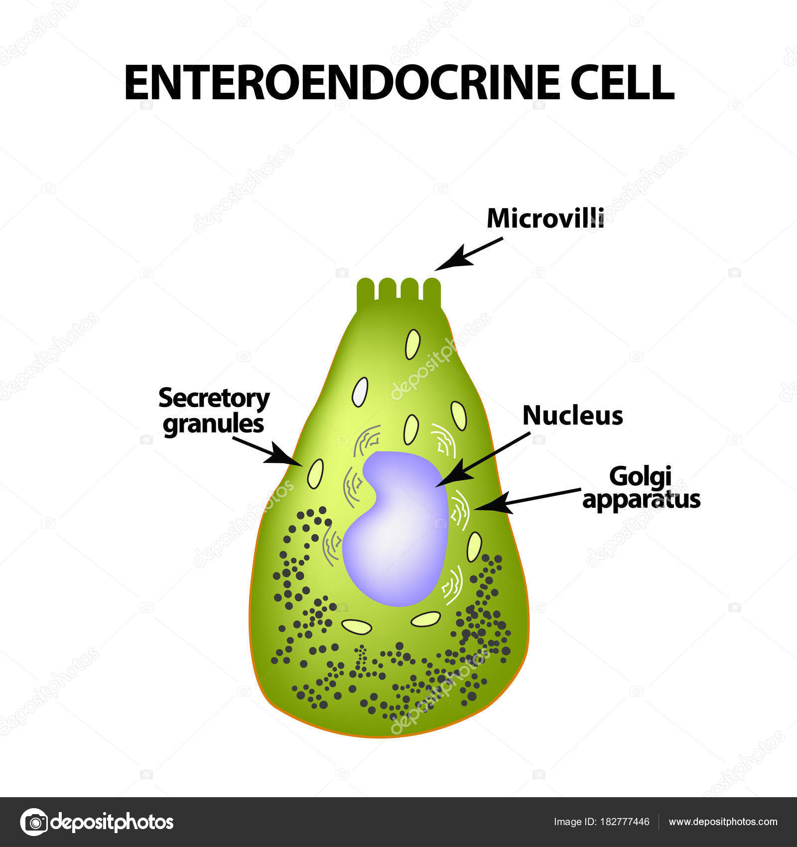 Enteroendocrine cell. Cell of the intestines. Vector illustration on ...