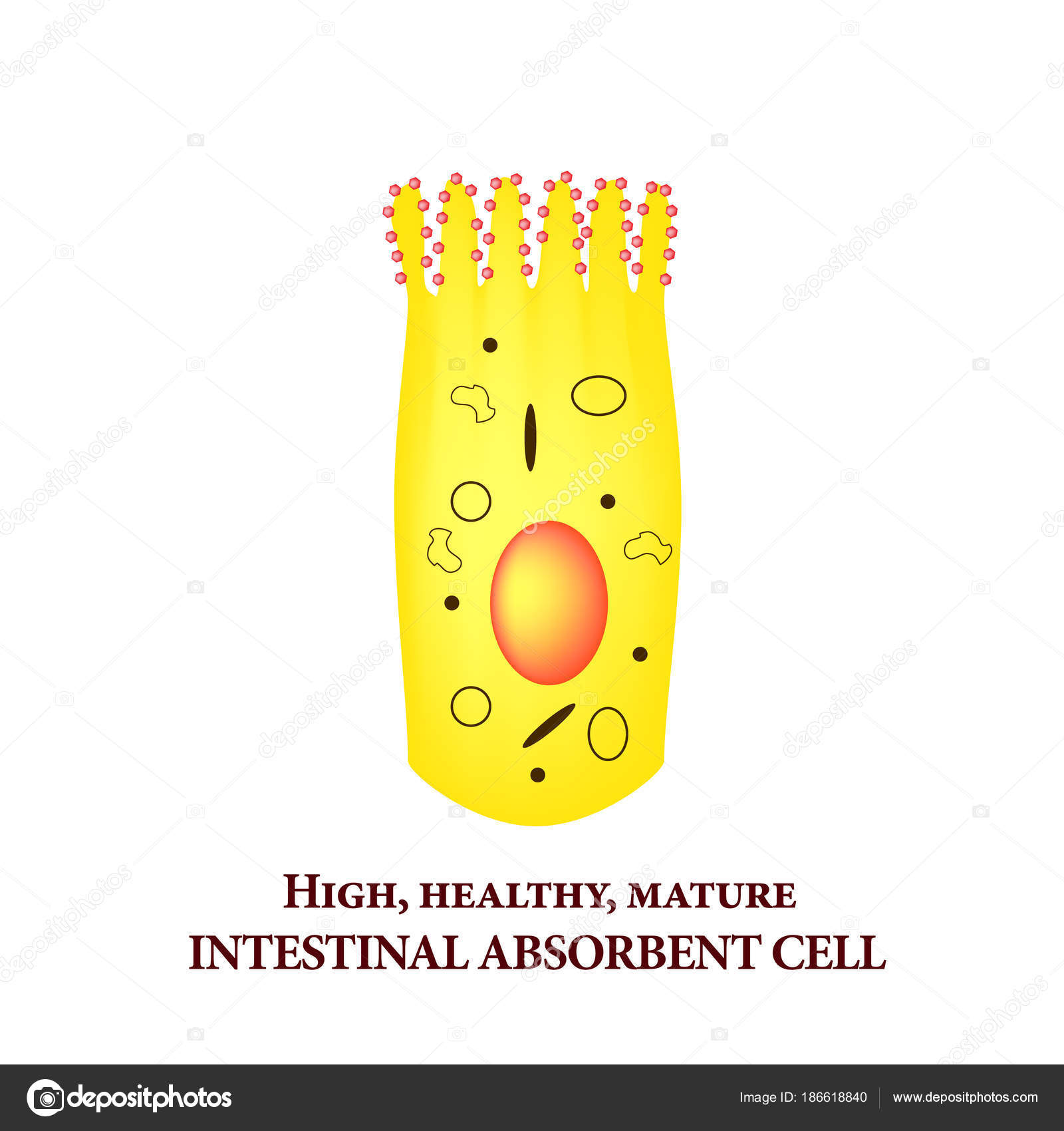 Structure of the enterocyte. absorptive cells intestine. Infographics ...