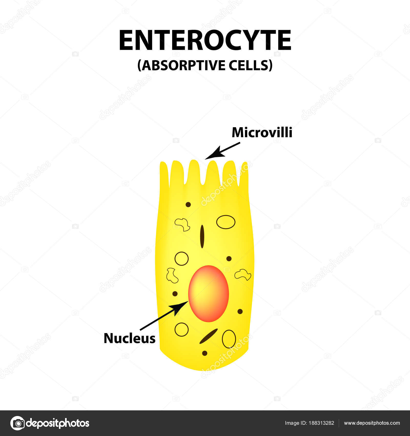 Estrutura do enterócito. células absortivas intestino. Infográficos ...