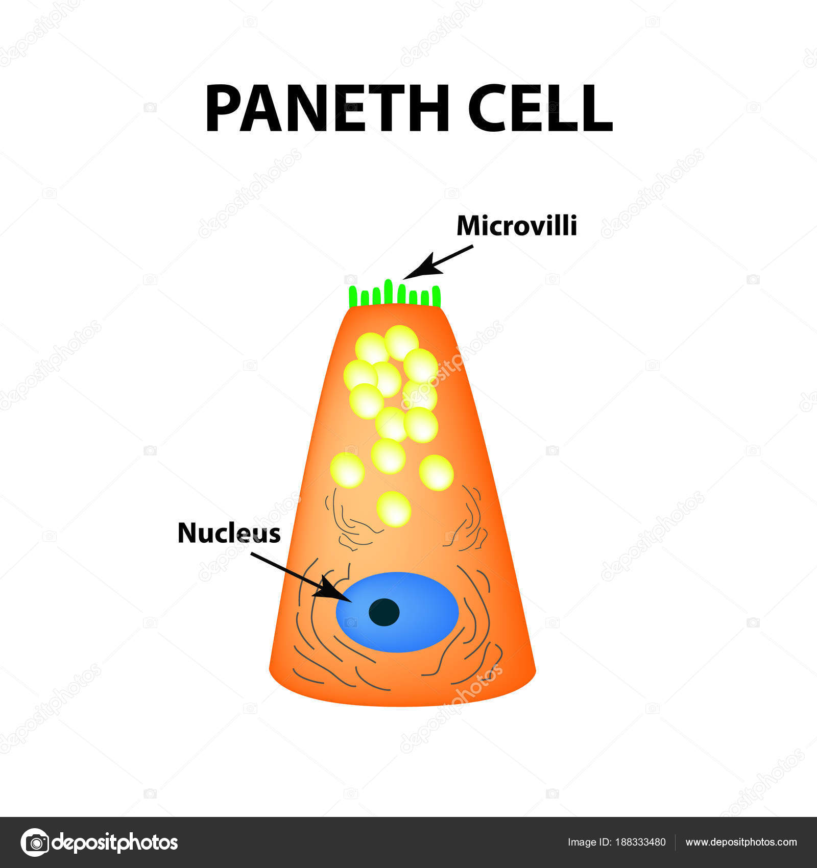 Paneth Cells