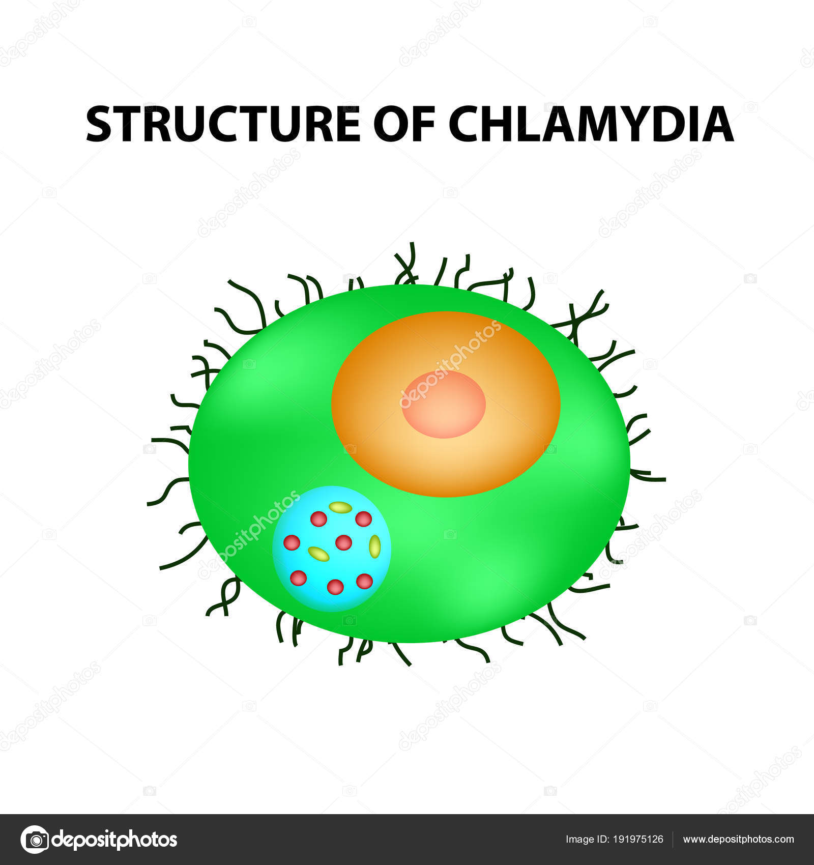 Chlamydia Bacteria Structure Chlamydia Cell Biology And Pathogenesis