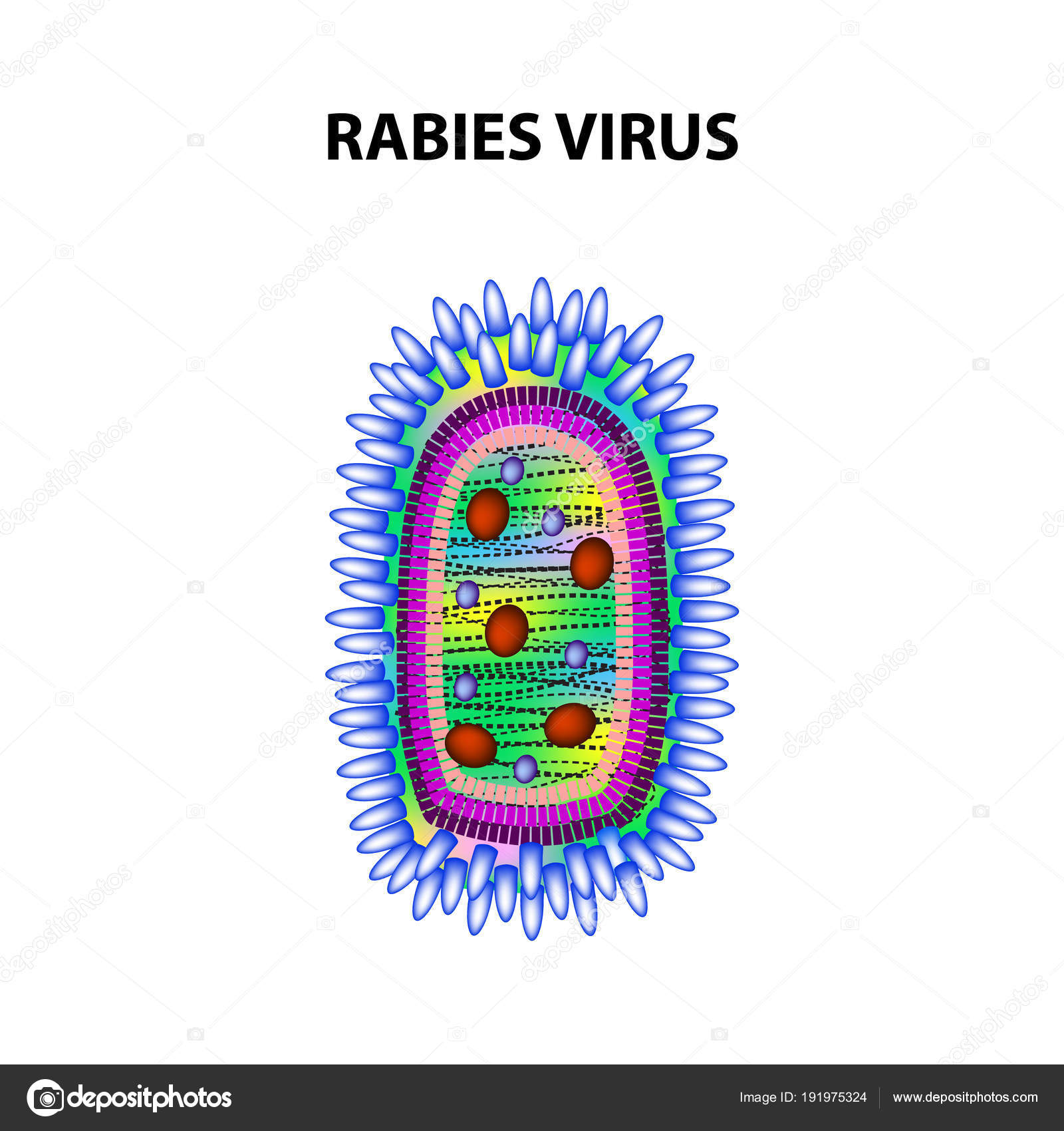 Rabies virus. Infographics. Vector illustration on isolated background ...