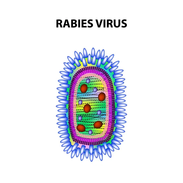 Diagram of Corona virus particle structure Stock Vector Image by ©zozu ...
