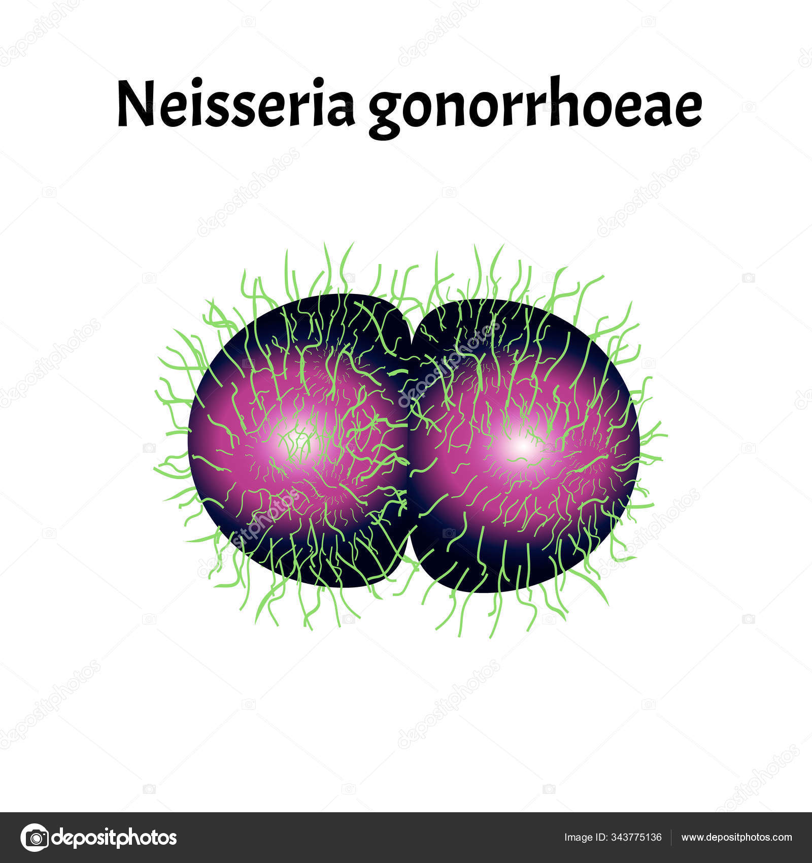 Neisseria Gonorrhoeae Meningitis B Vaccine May Protect Against ...