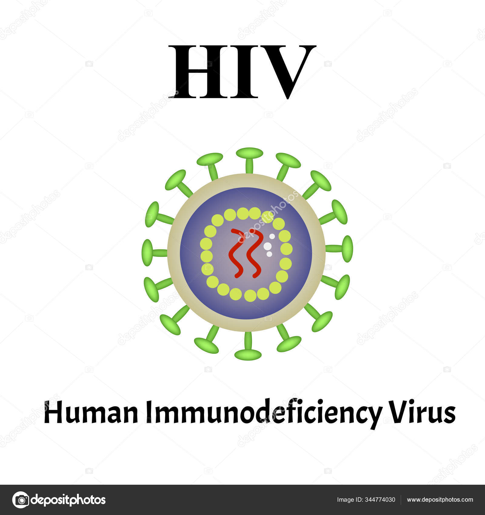 Estructura del virus VIH. Infección viral VIH, SIDA. Enfermedades de ...