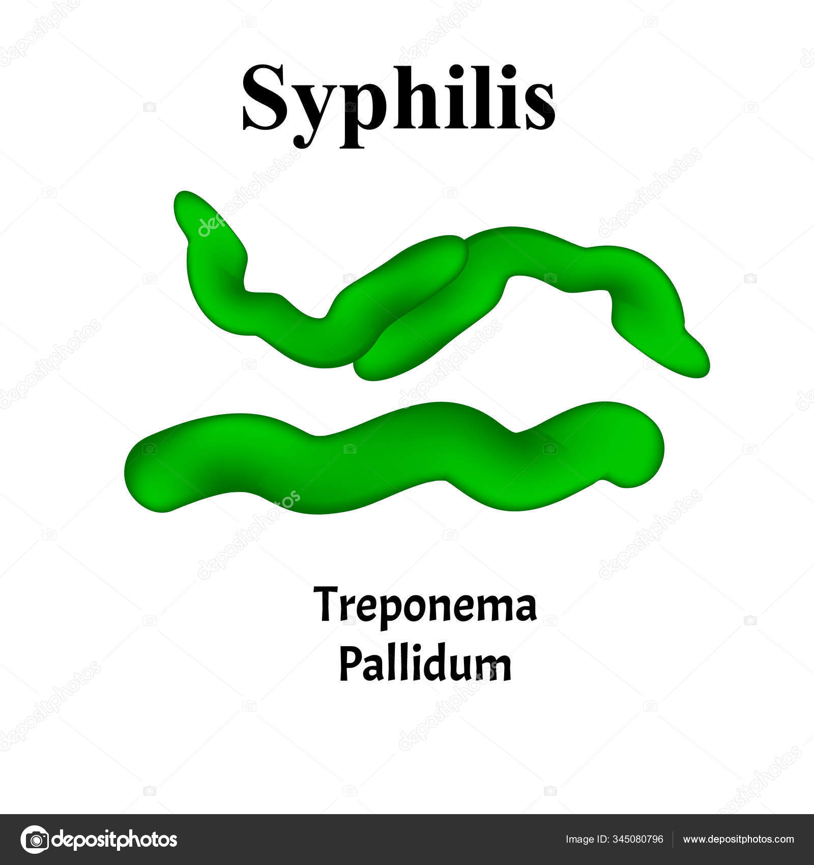 Syphilis Bacteria Shape