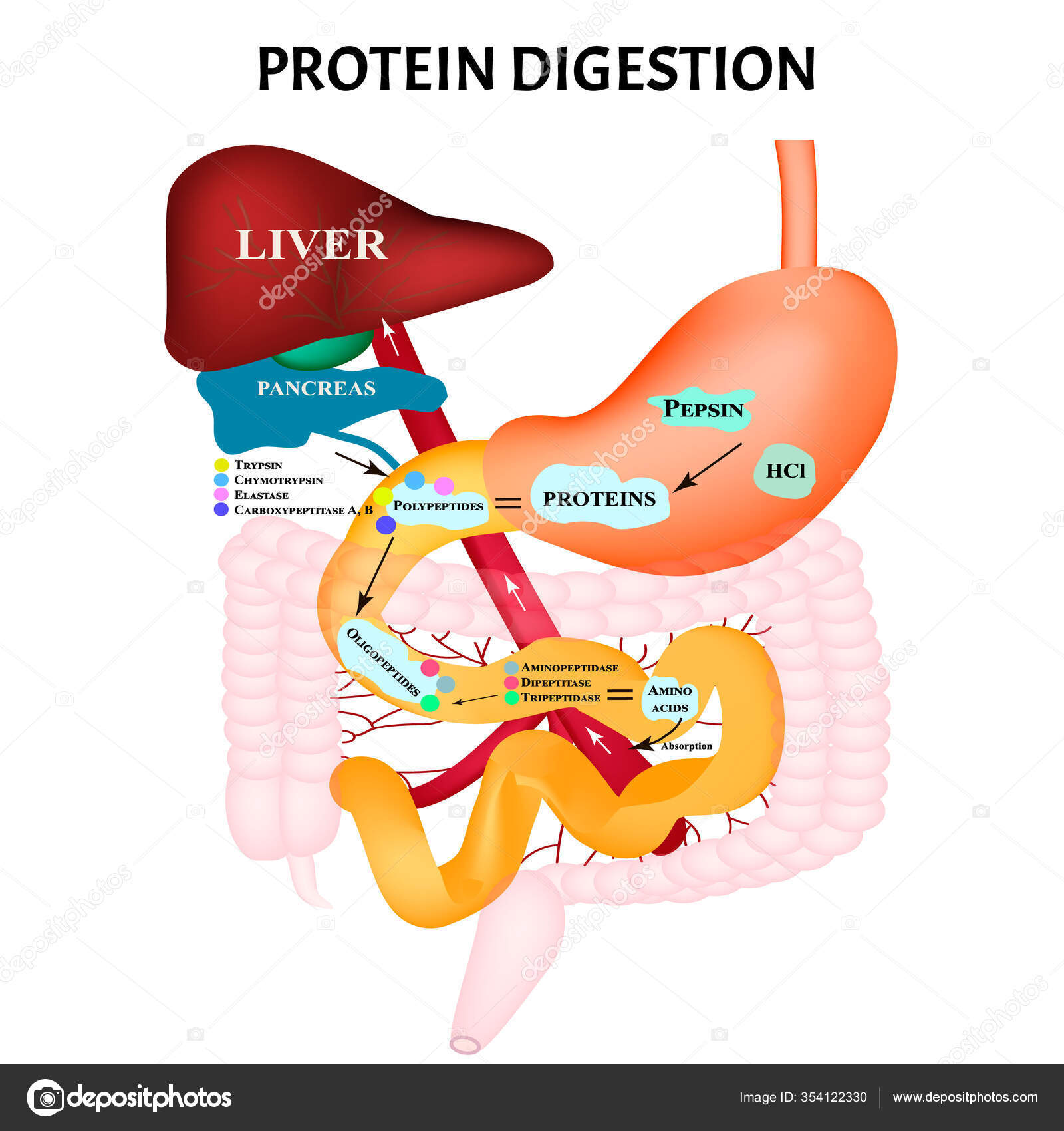 Digestión de proteínas. Metabolismo proteico. Digestión en el tracto ...