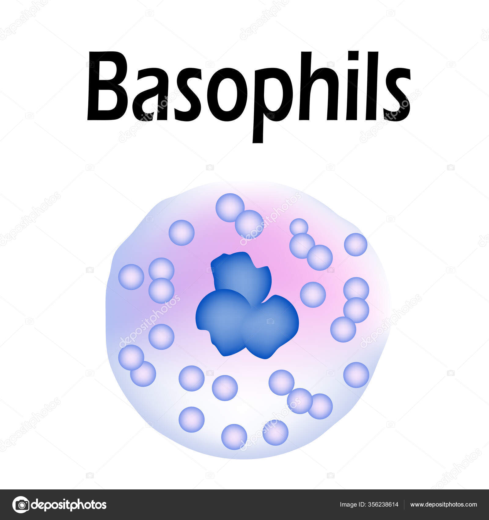 Estructura de basófilos. Basófilos células sanguíneas. Glóbulos blancos ...