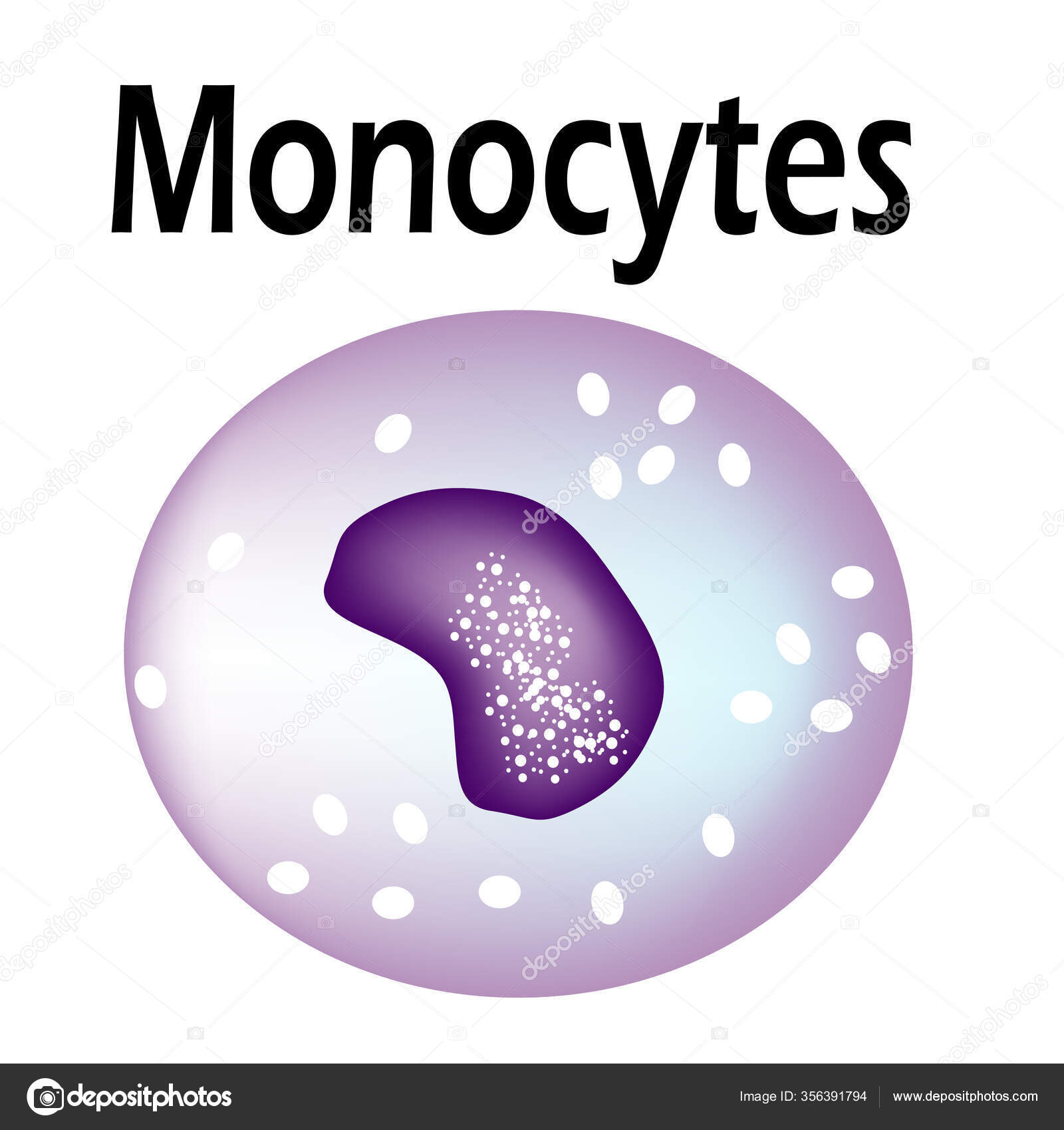 Monocytes