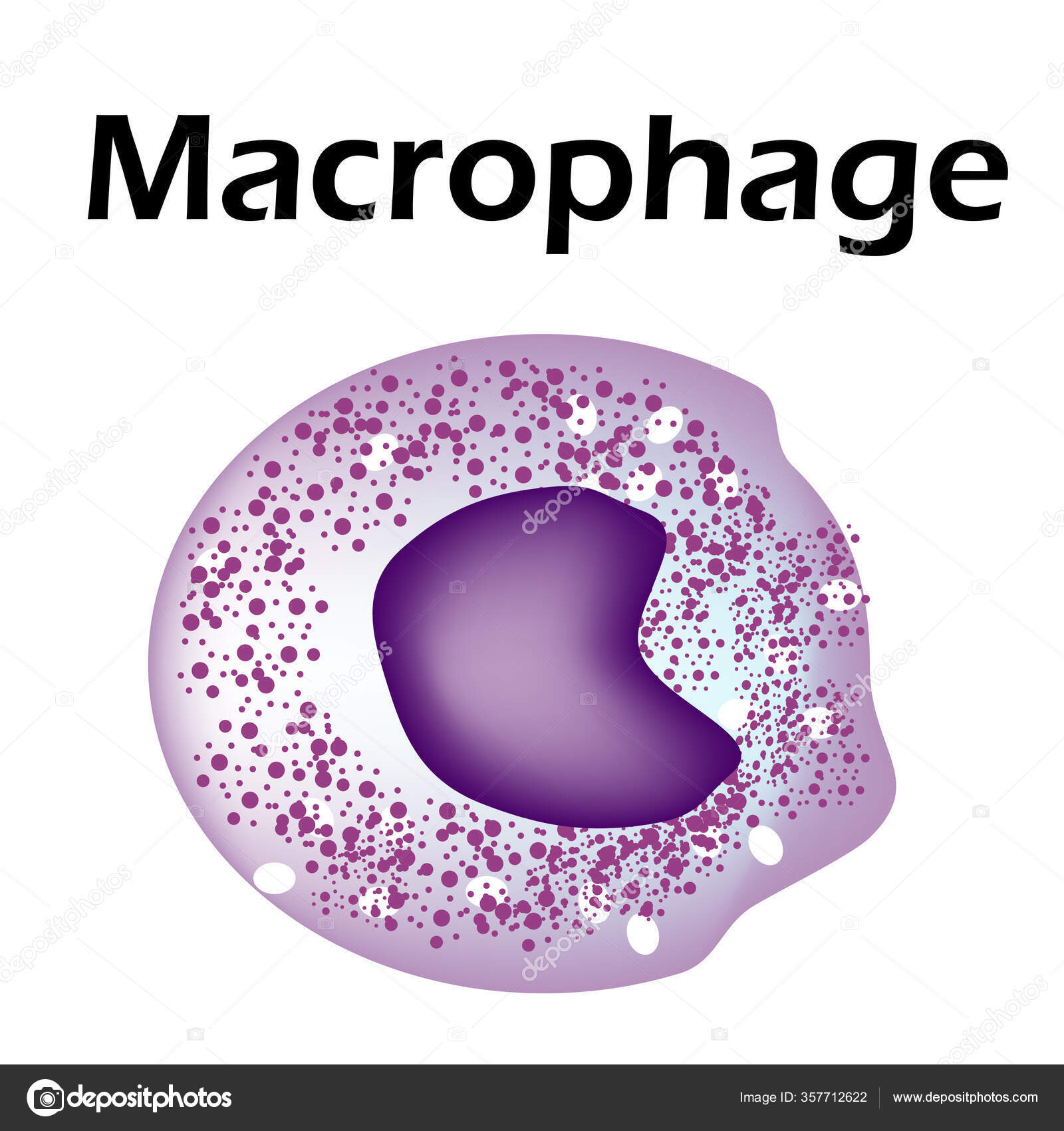 Monocyte Structure