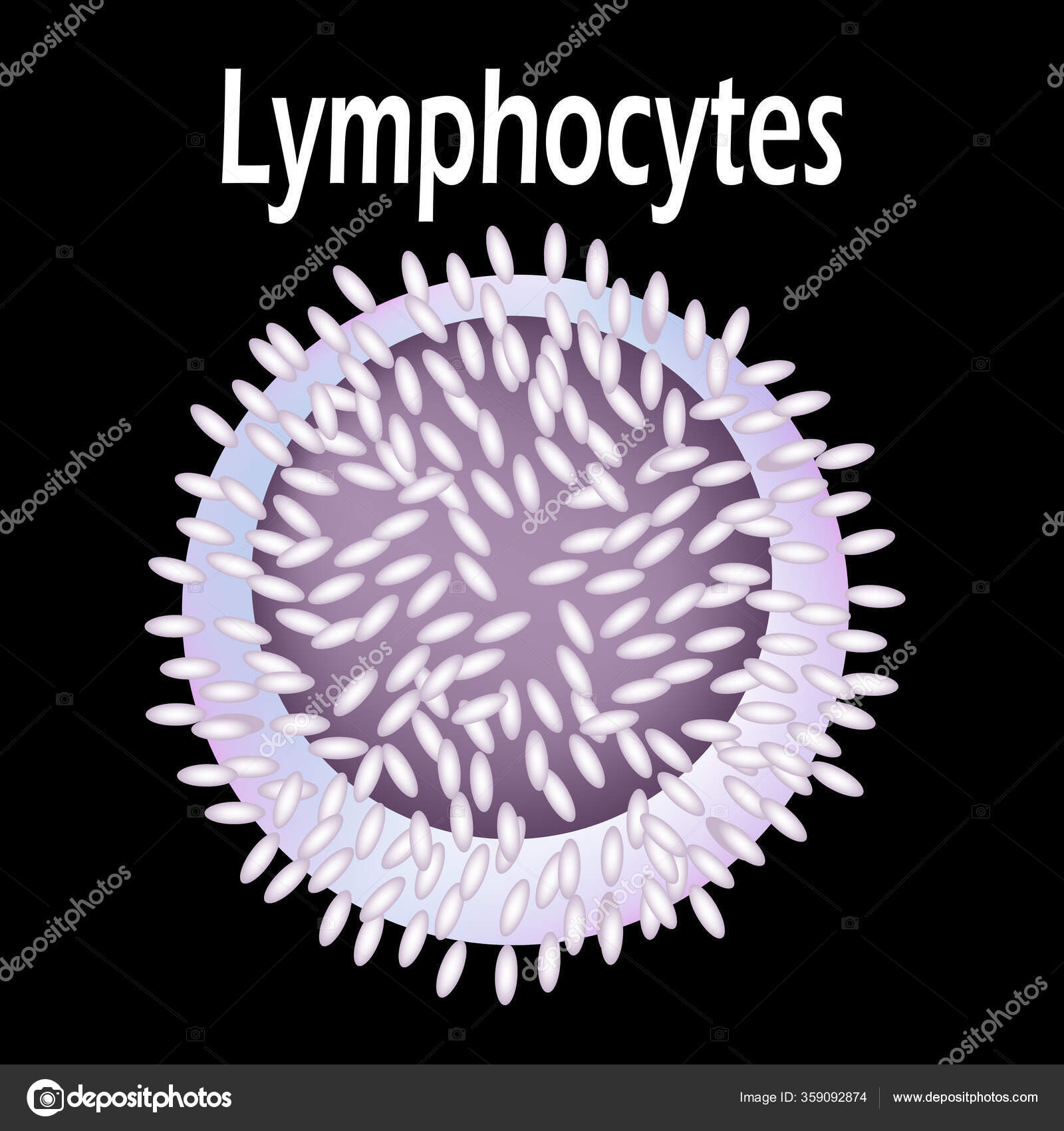 The structure of the lymphocyte. Lymphocytes blood cell. White blood ...