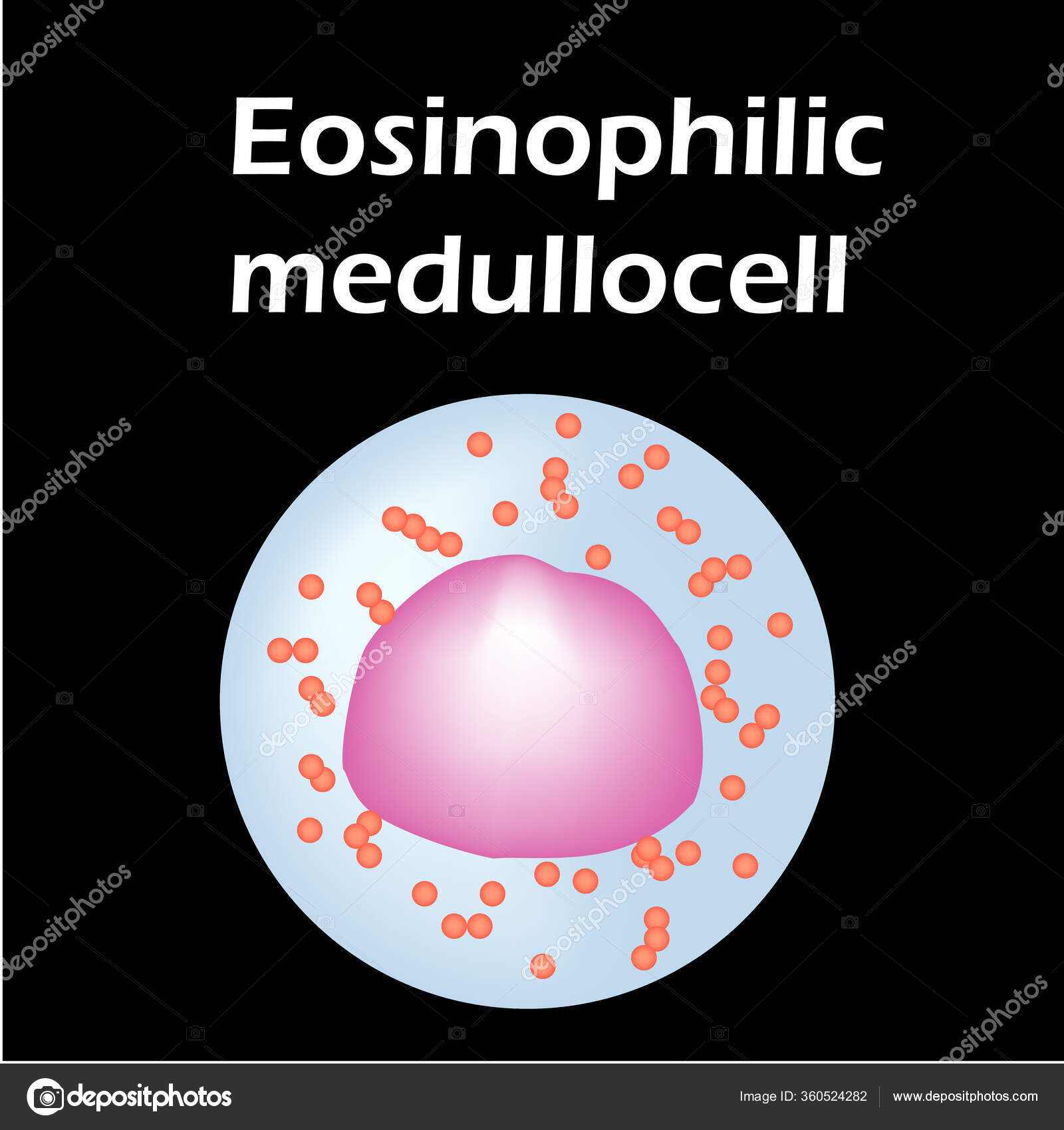 White Blood Cells Structure