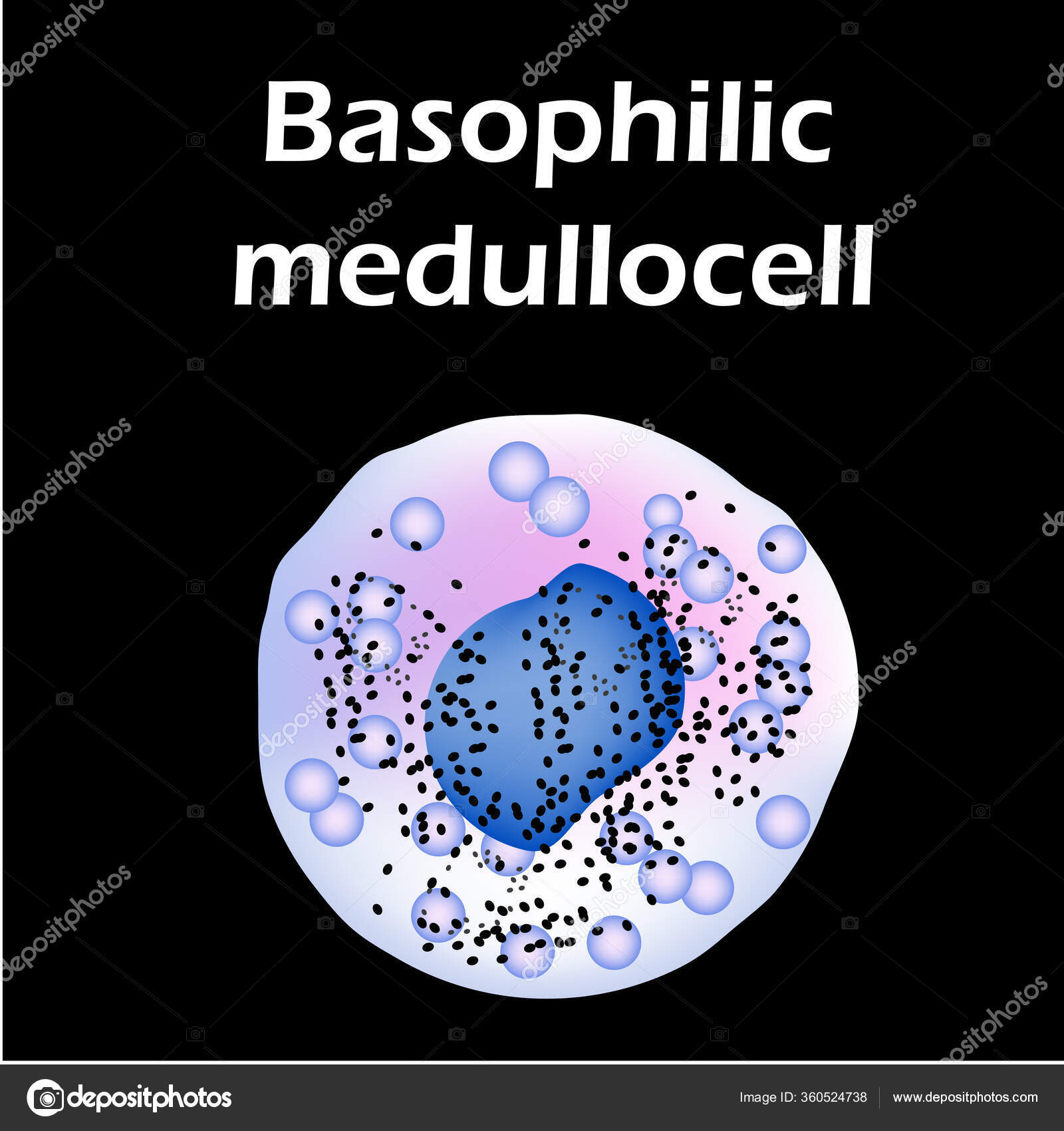 Estructura de basófilos. Basófilos células sanguíneas. Glóbulos blancos ...
