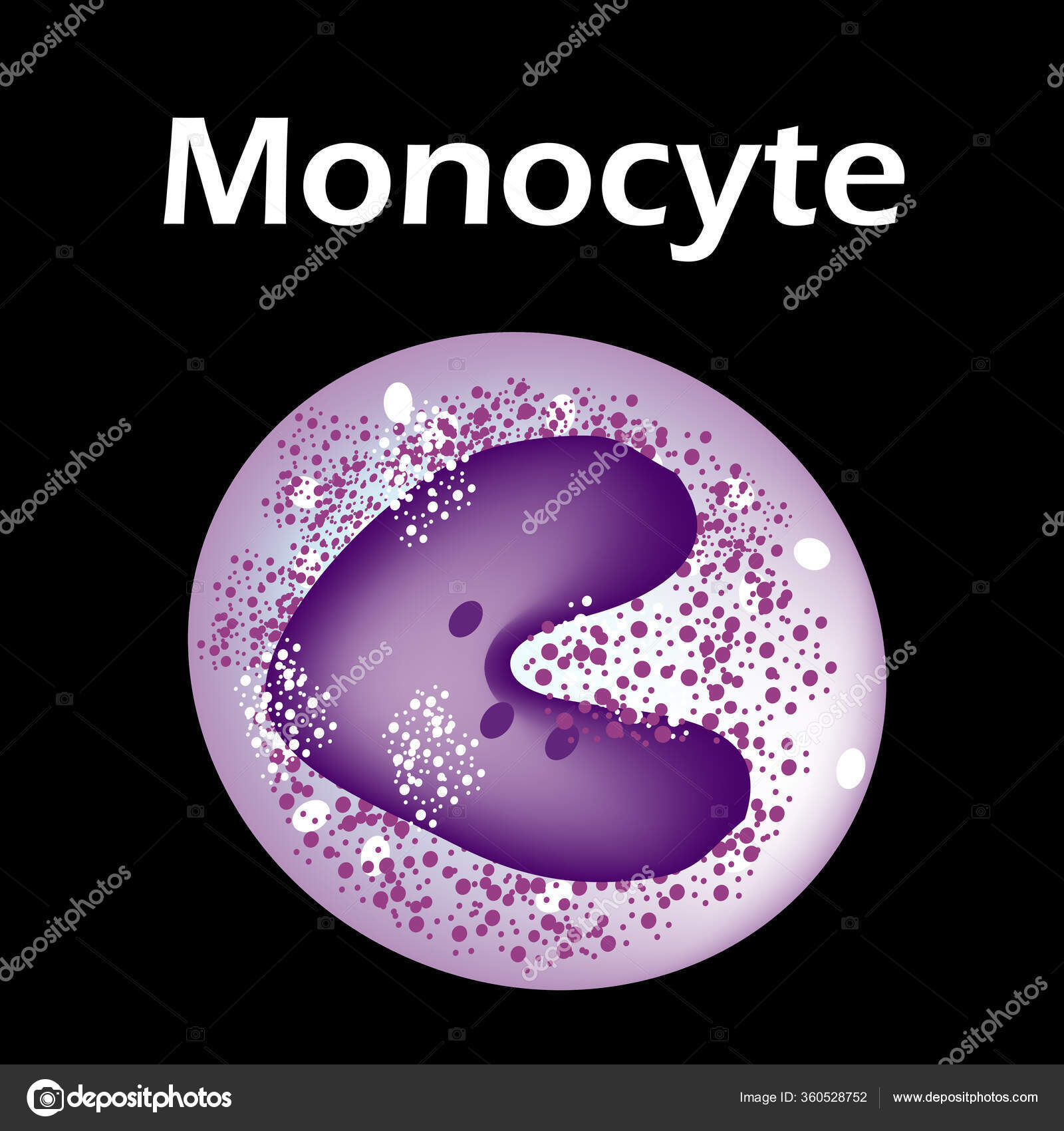 Monocyte Structure