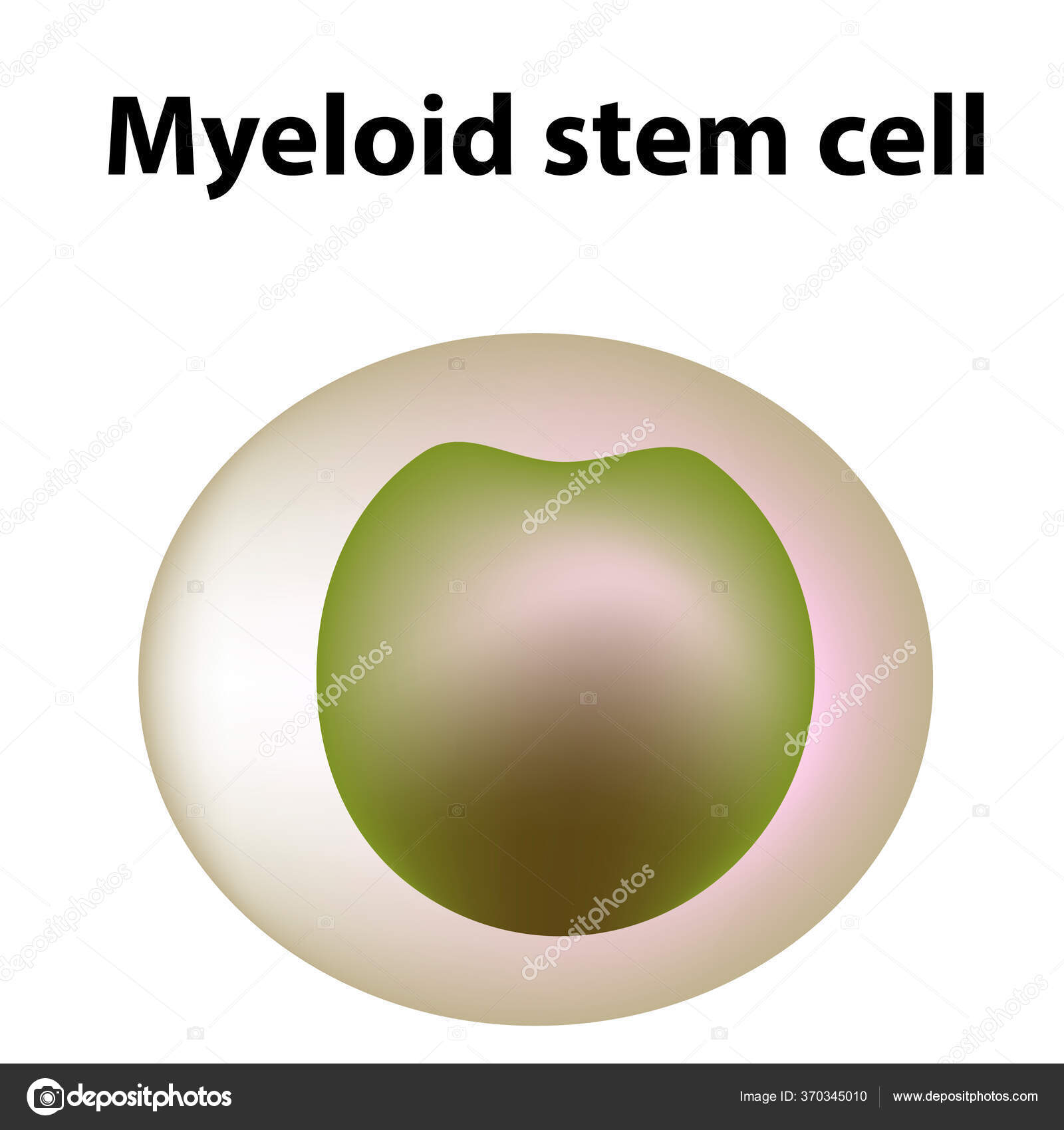 Megakaryocyte Diagram