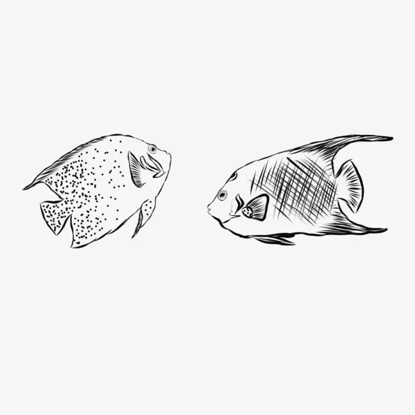 Hal rajzok Stock fotók, Hal rajzok Jogdíjmentes képek | Depositphotos