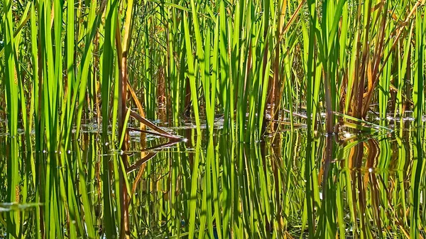 Reeds water Stock Photos, Royalty Free Reeds water Images | Depositphotos