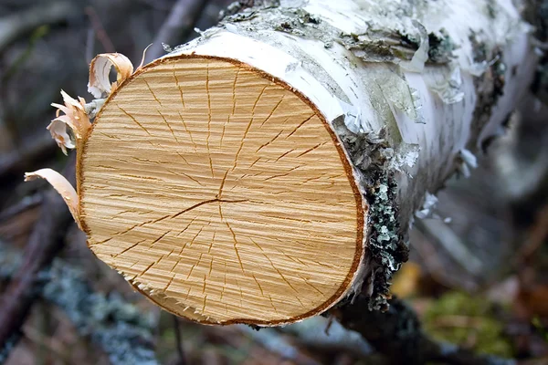 Birch section pattern - Stock Image - Everypixel