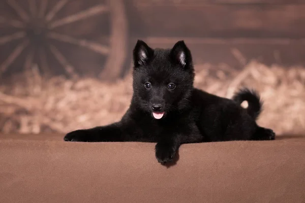Little black puppy of Schipperke breed lies on a background in a Stock ...