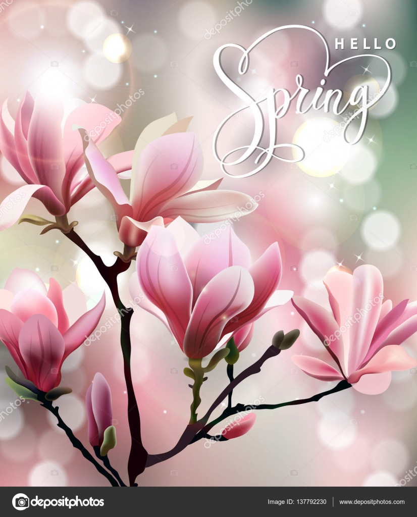 Spring background with blossom brunch of Magnolia. Template Vector ...
