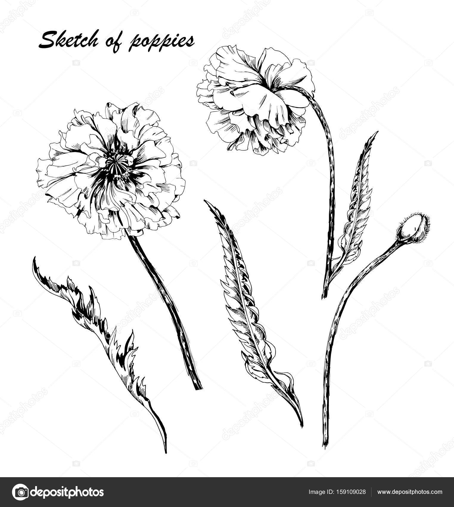 Hand drawn poppy flowers. Doodle style. Vector Poppy Flower of ...