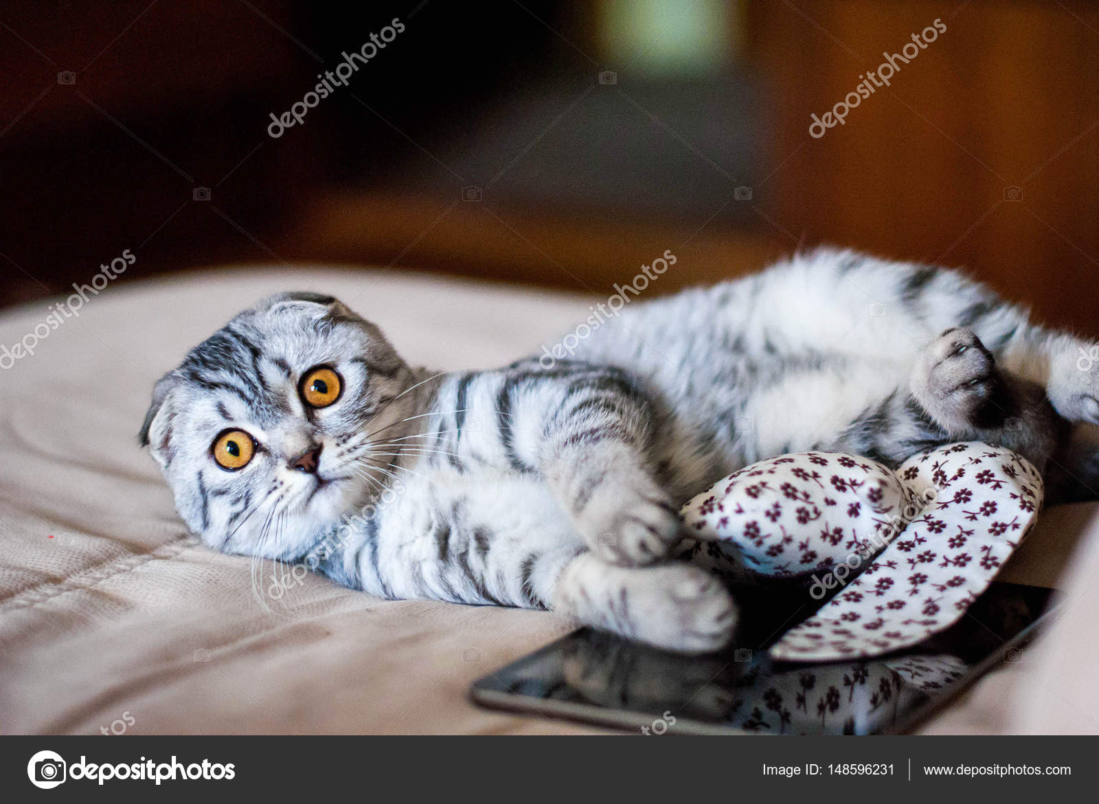 Orange Scottish Fold Kittens