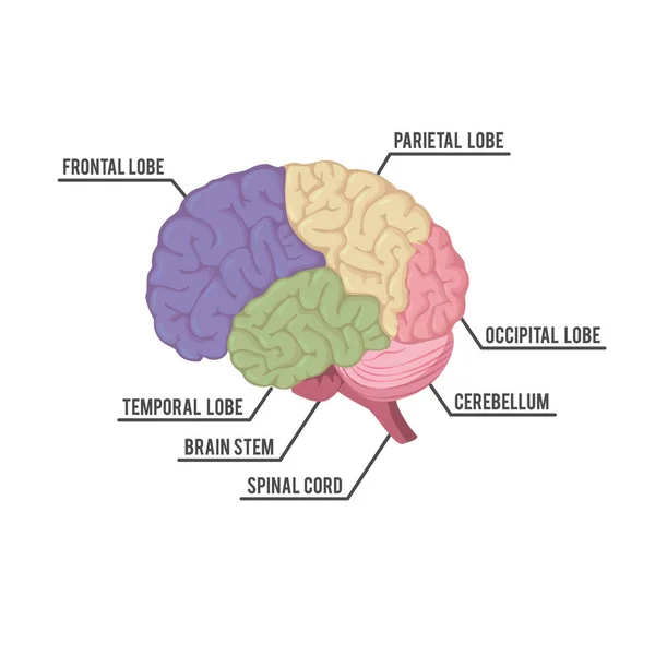 100,000 Brain structure Vector Images | Depositphotos