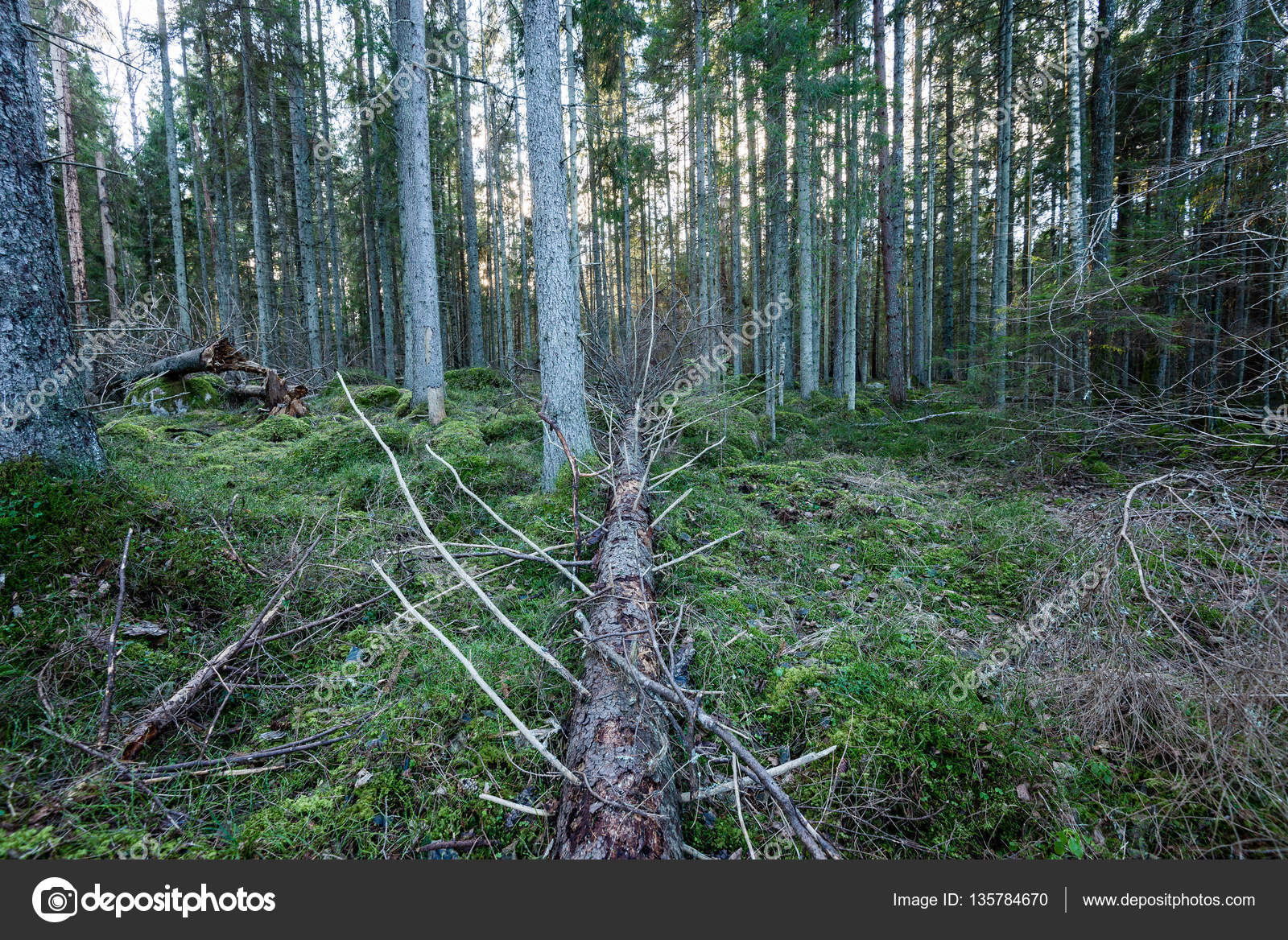 Tree trunks in rows in ancient forest — Stock Photo © martinsvanags ...