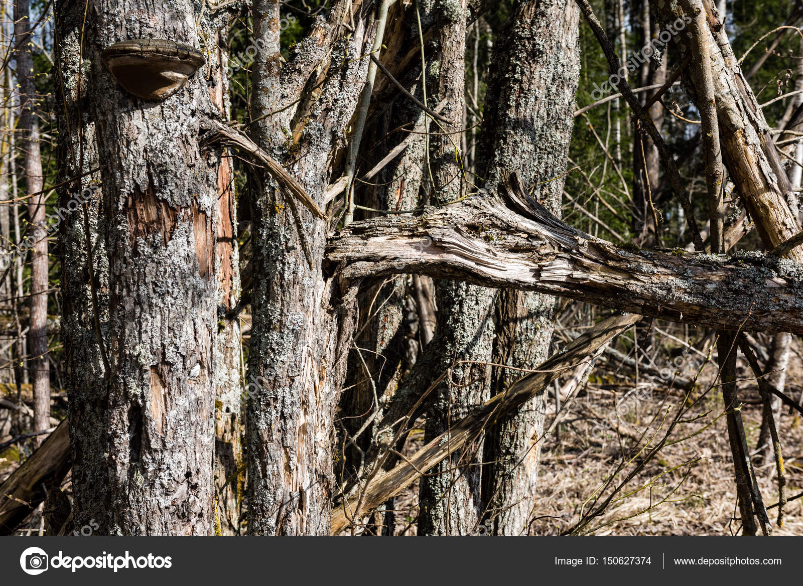 Broken Branch On Ground