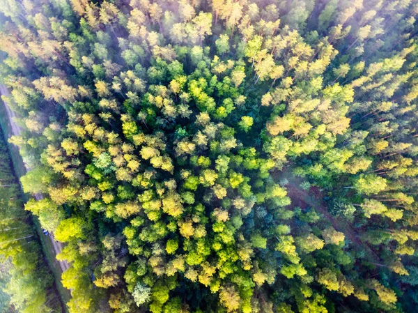 Tree top view Stock Photos, Royalty Free Tree top view Images ...