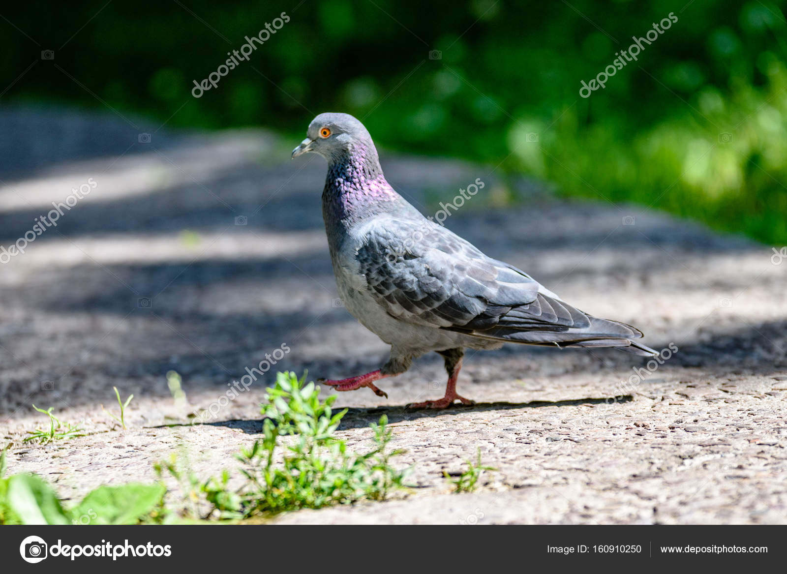 Grey Pidgeon/ Pidgin sat on a street Stock Photo by ©martinsvanags ...