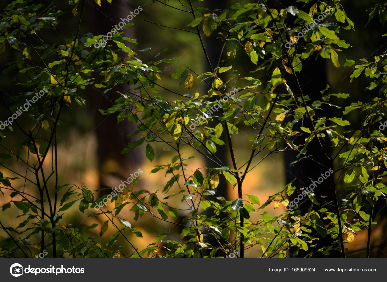 Burning red birch tree leaves in dry sunny autumn Stock Photo by ...