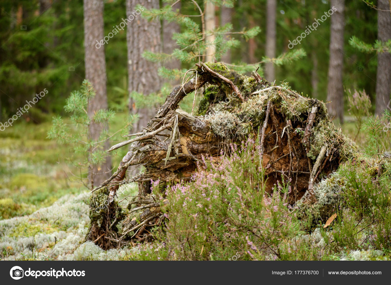 Old broken tree stumps in forest in summer Stock Photo by ...