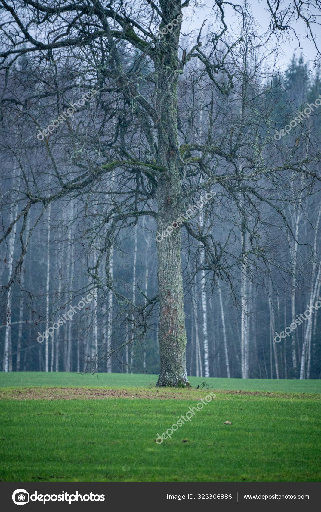 Single large tree with no leaves isolated in green countryside m ...