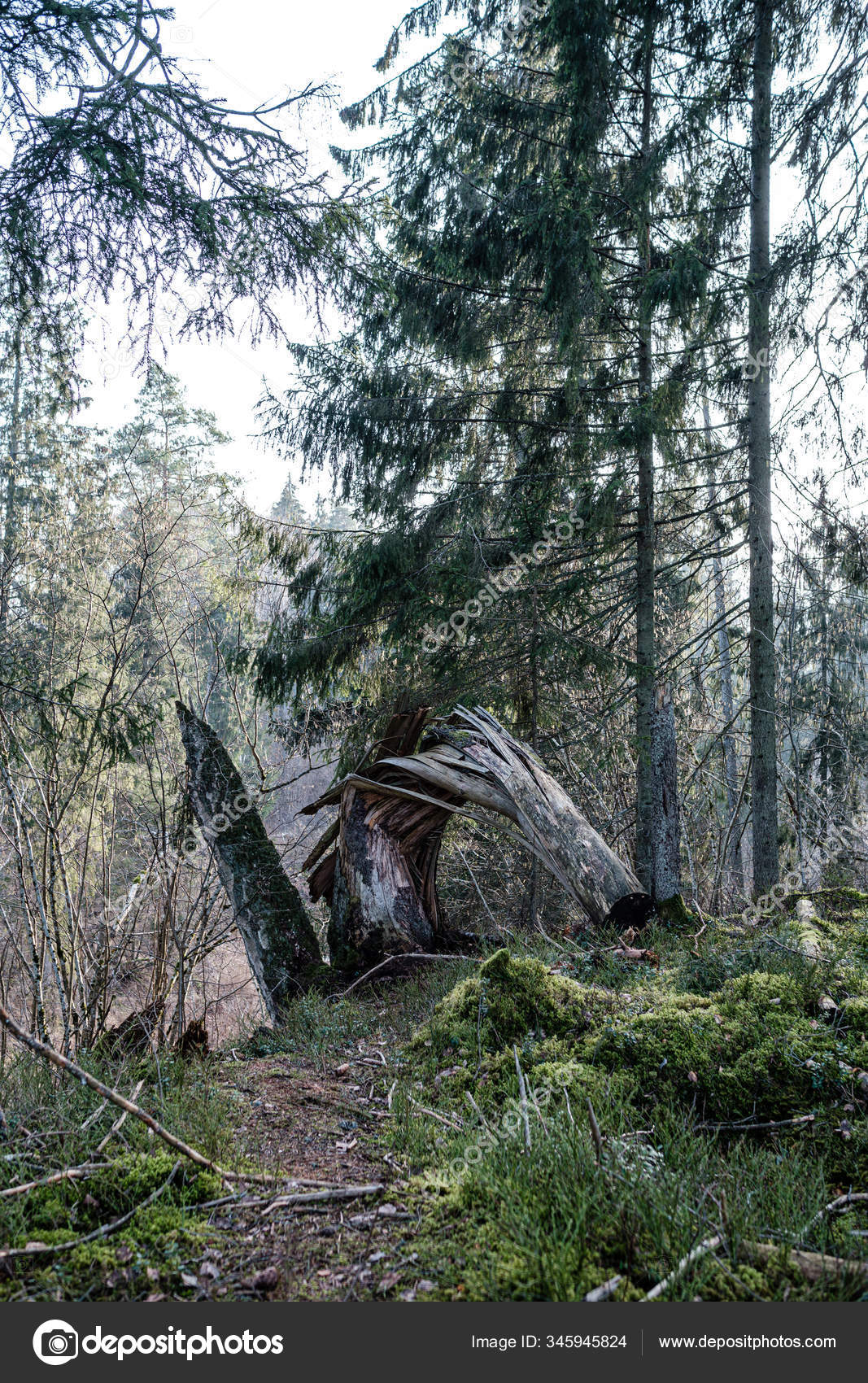 Old Dry Tree Trunk Stomps Laying Forest Broken Logs Ground — Stock ...